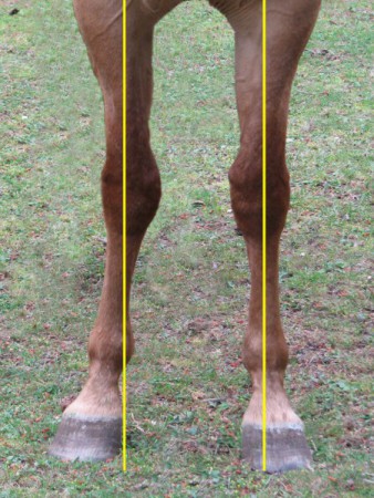 X benen paard.jpg :: Equipartners